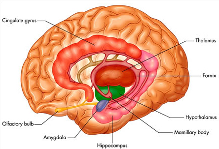 Limbic Leadership from Peter Green » How Well Do You Manage Your Mood?